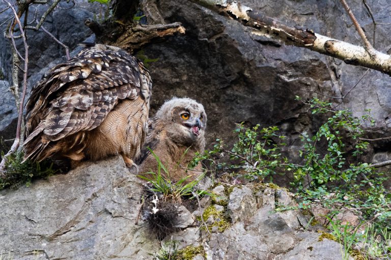 Wir haben Glück, dass die Abendsonne die Uhus zeitweise in ein schönes ...