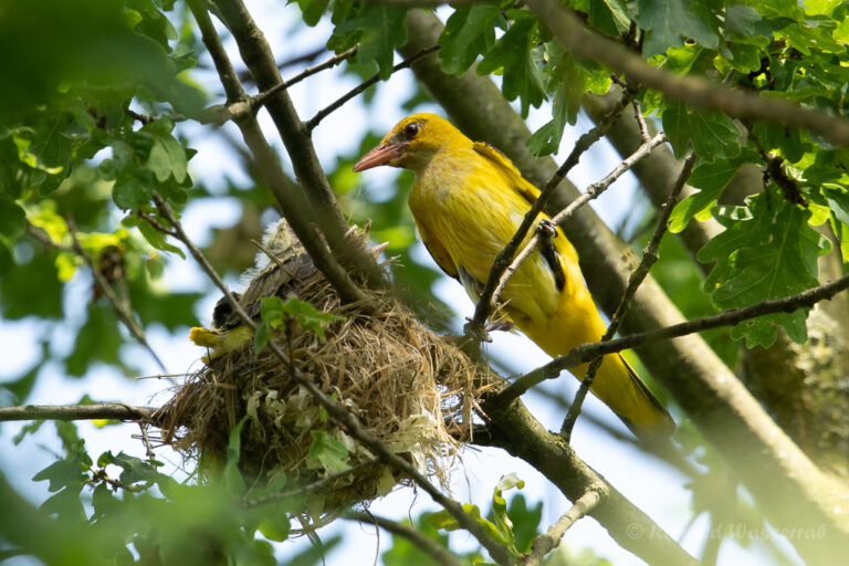 Pirol-Weibchen füttert Pirol-Weibchen am Nest